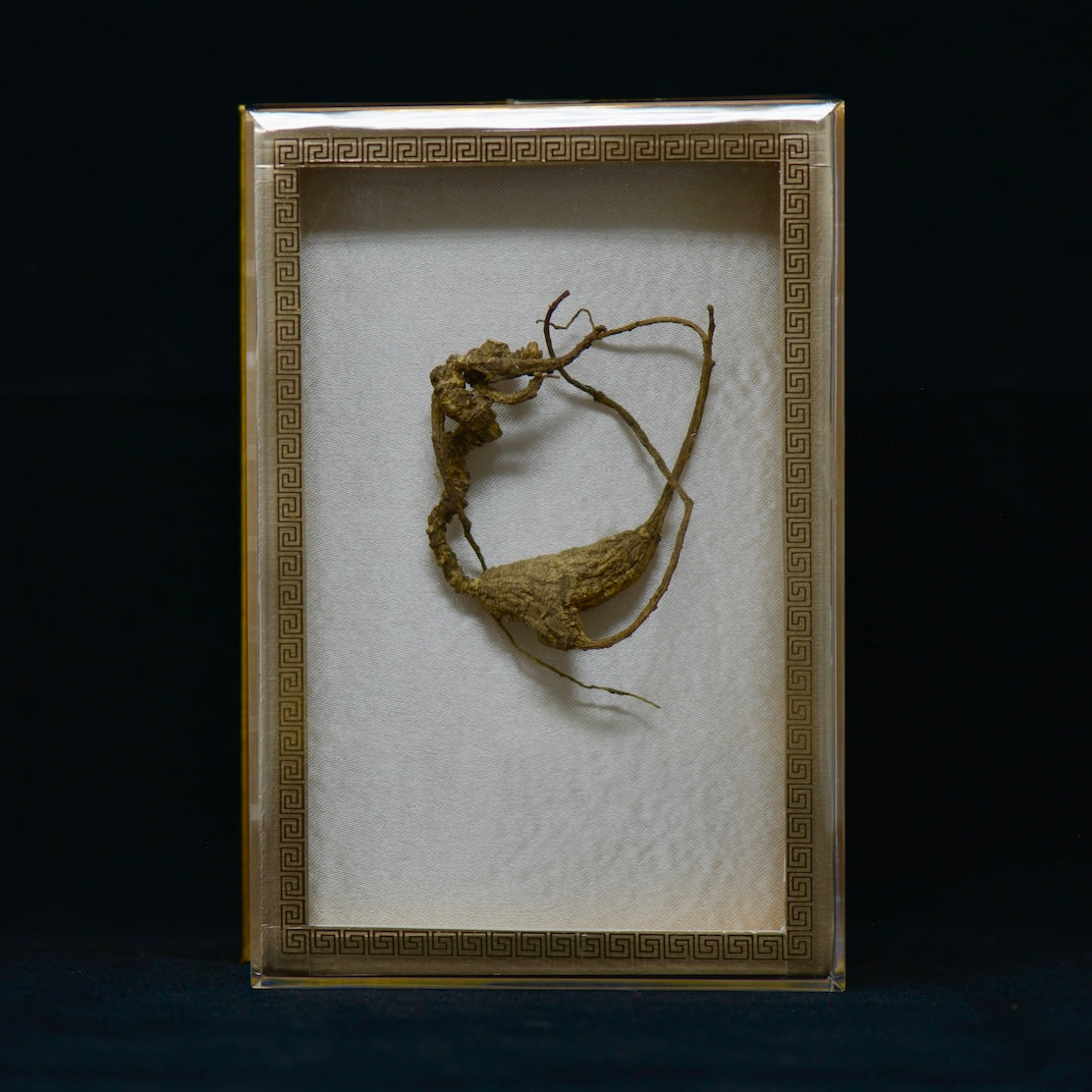 #82 Wild American Ginseng | E1505 | 60+ Years Old