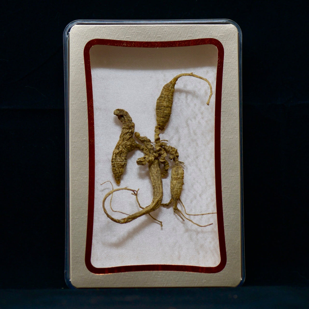 #82 Wild American Ginseng | E1518 | 30+ Years Old